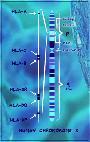 Cell Line Authentication | Lab Manager